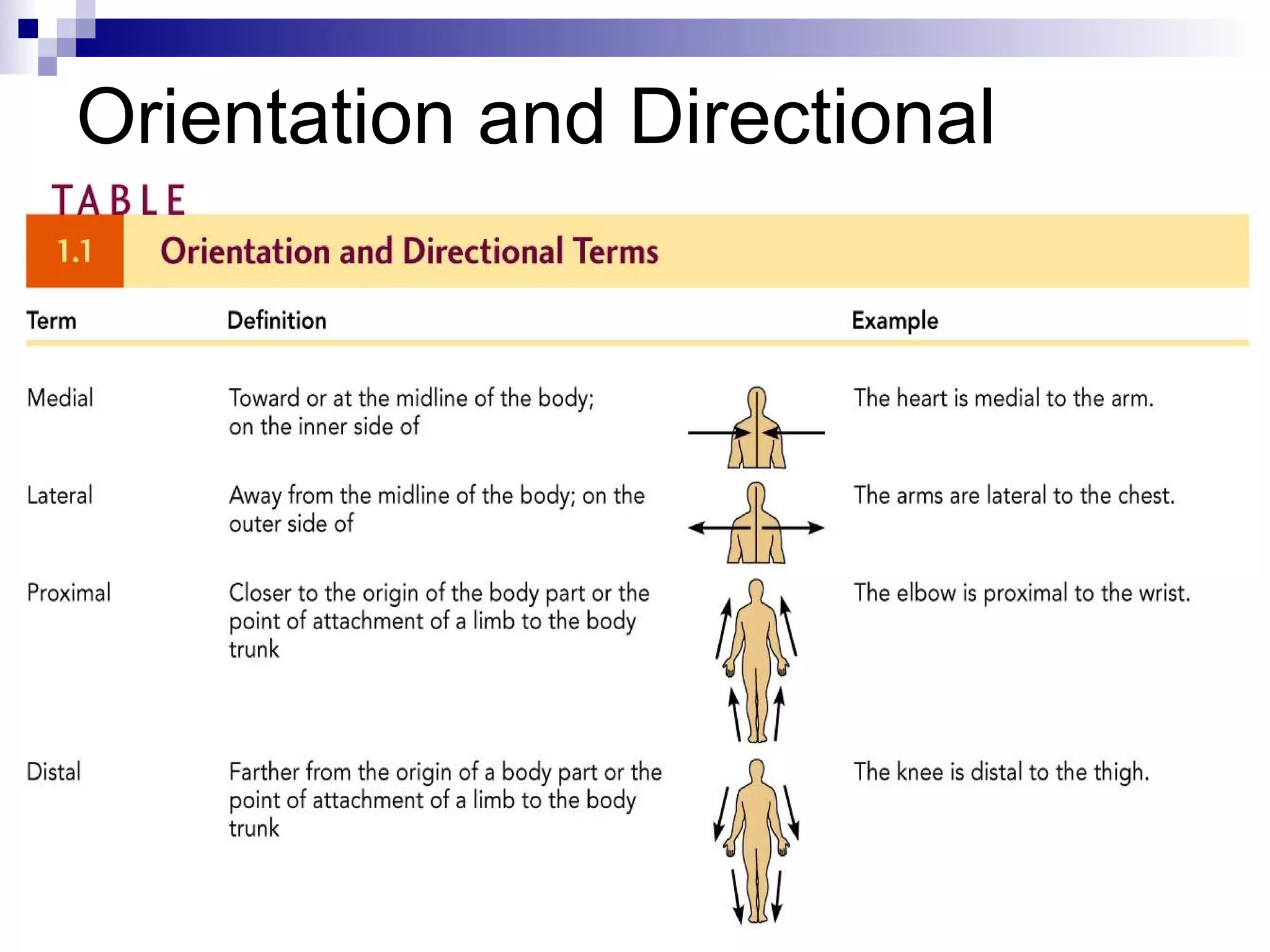 Intro To Anatomy Powerpoint | PPT