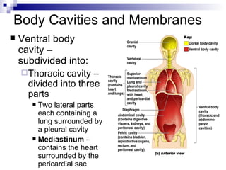 Intro To Anatomy Powerpoint | PPT