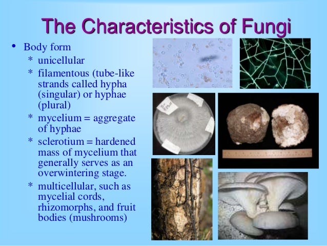 Intro-to-Fungi-Presentation.ppt