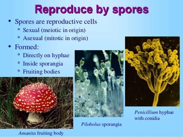 Intro-to-Fungi-Presentation.ppt | Biological Sciences | Science