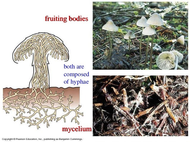 Intro-to-Fungi-Presentation.ppt