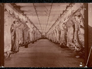 Unsanitary Meat Packing Industry 1900s