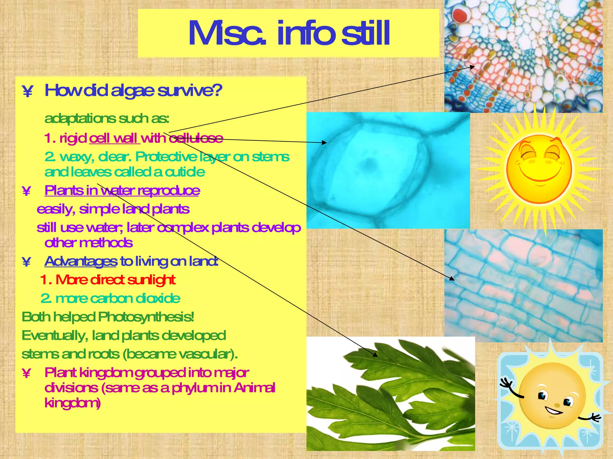 Intro. to plants ppt ch.10