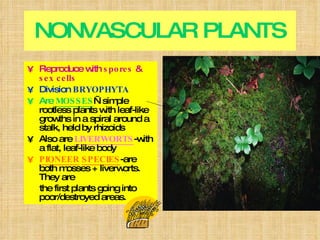 Intro. to plants ppt ch.10