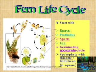 Intro. to plants ppt ch.10