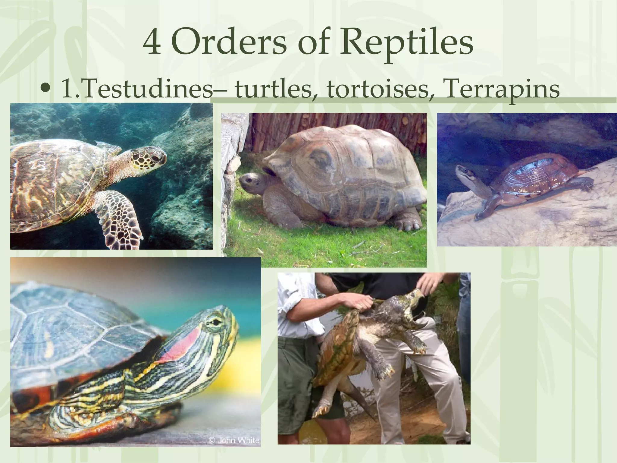 Introduction. to reptiles | PPT