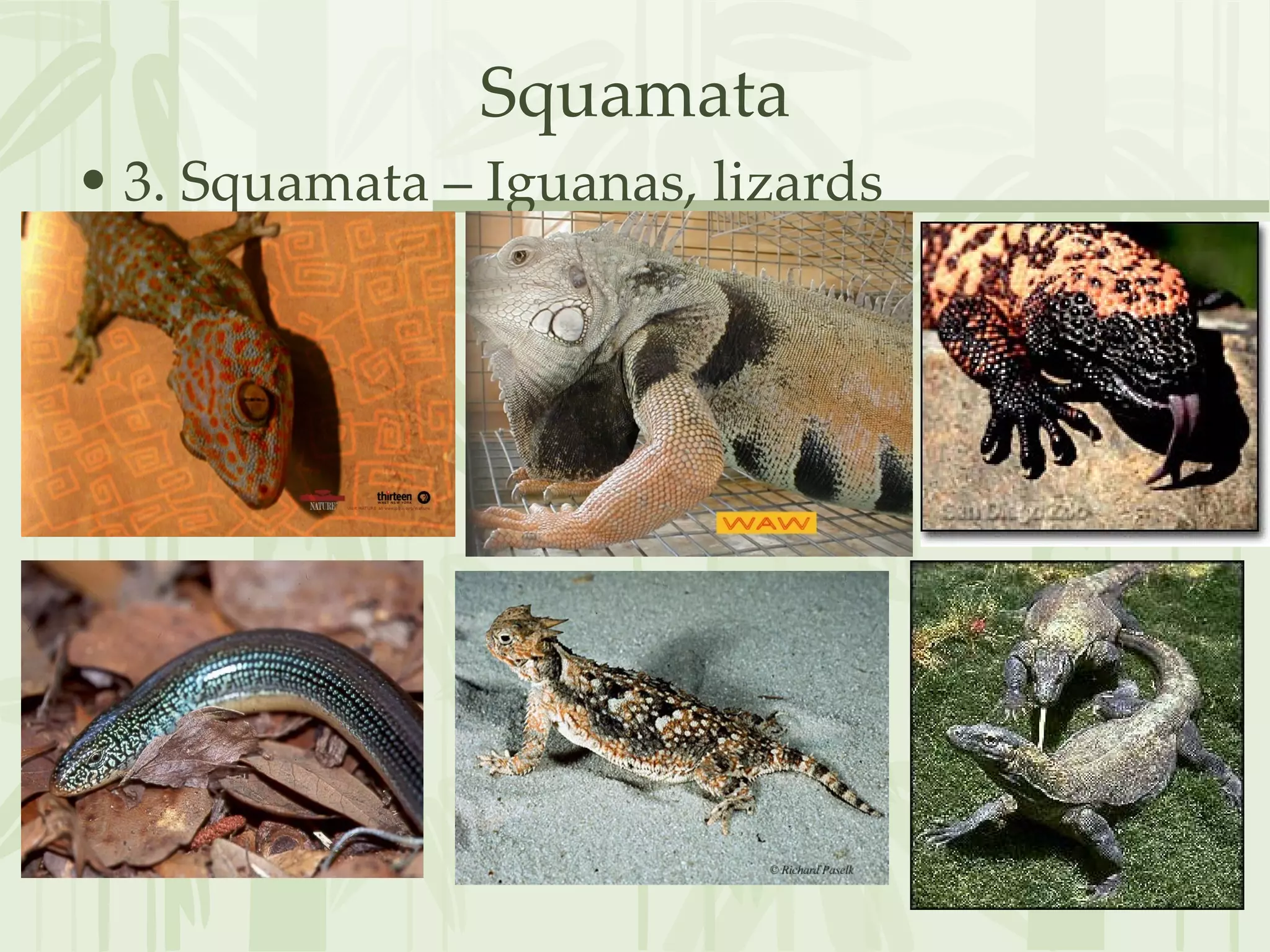 Introduction. to reptiles | PPT