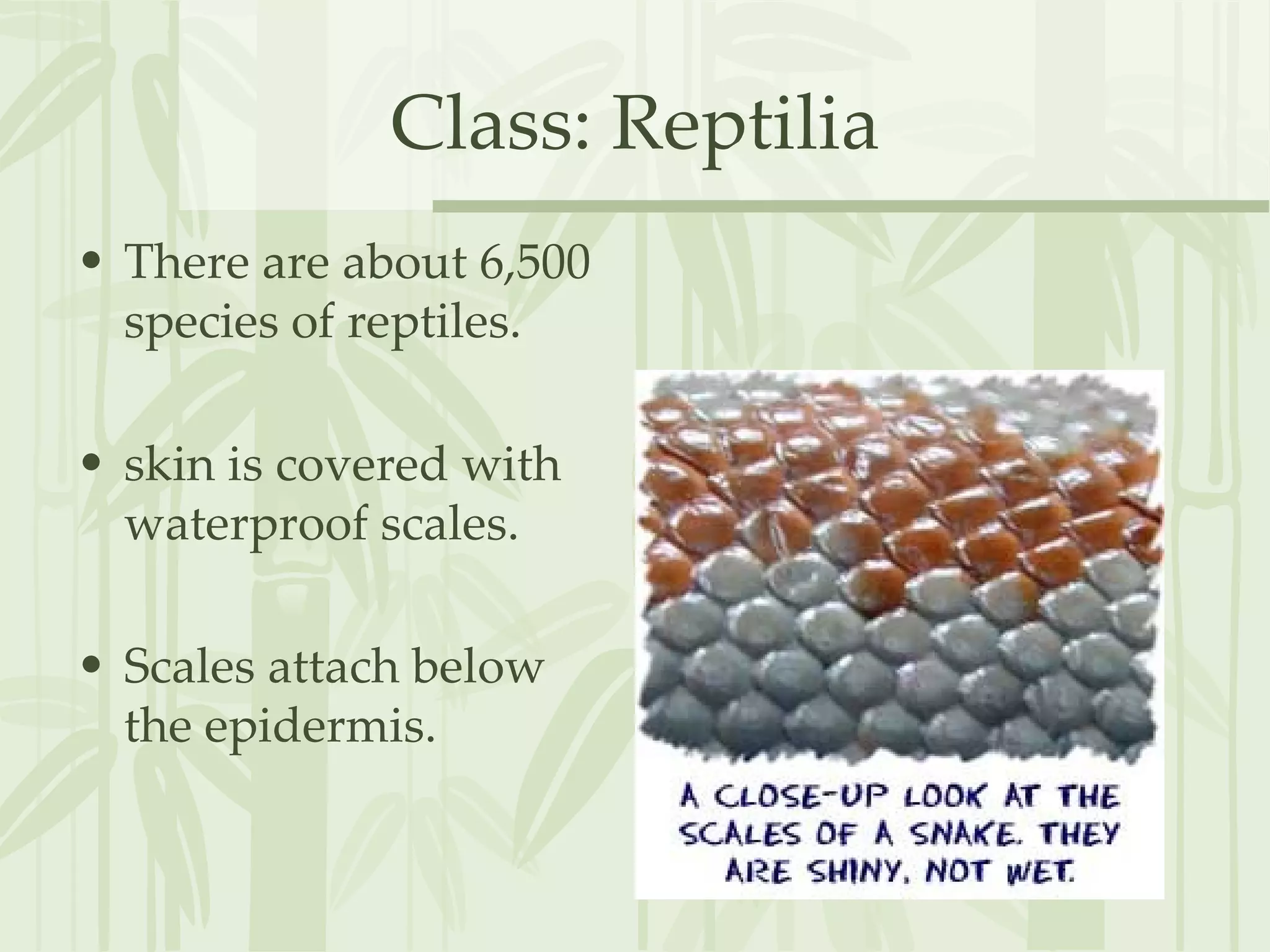 Introduction. to reptiles | PPT