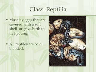 Introduction. to reptiles | PPT