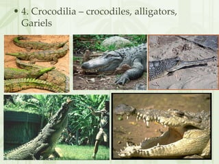 Introduction. to reptiles | PPT
