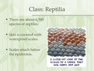 Introduction. to reptiles | PPT