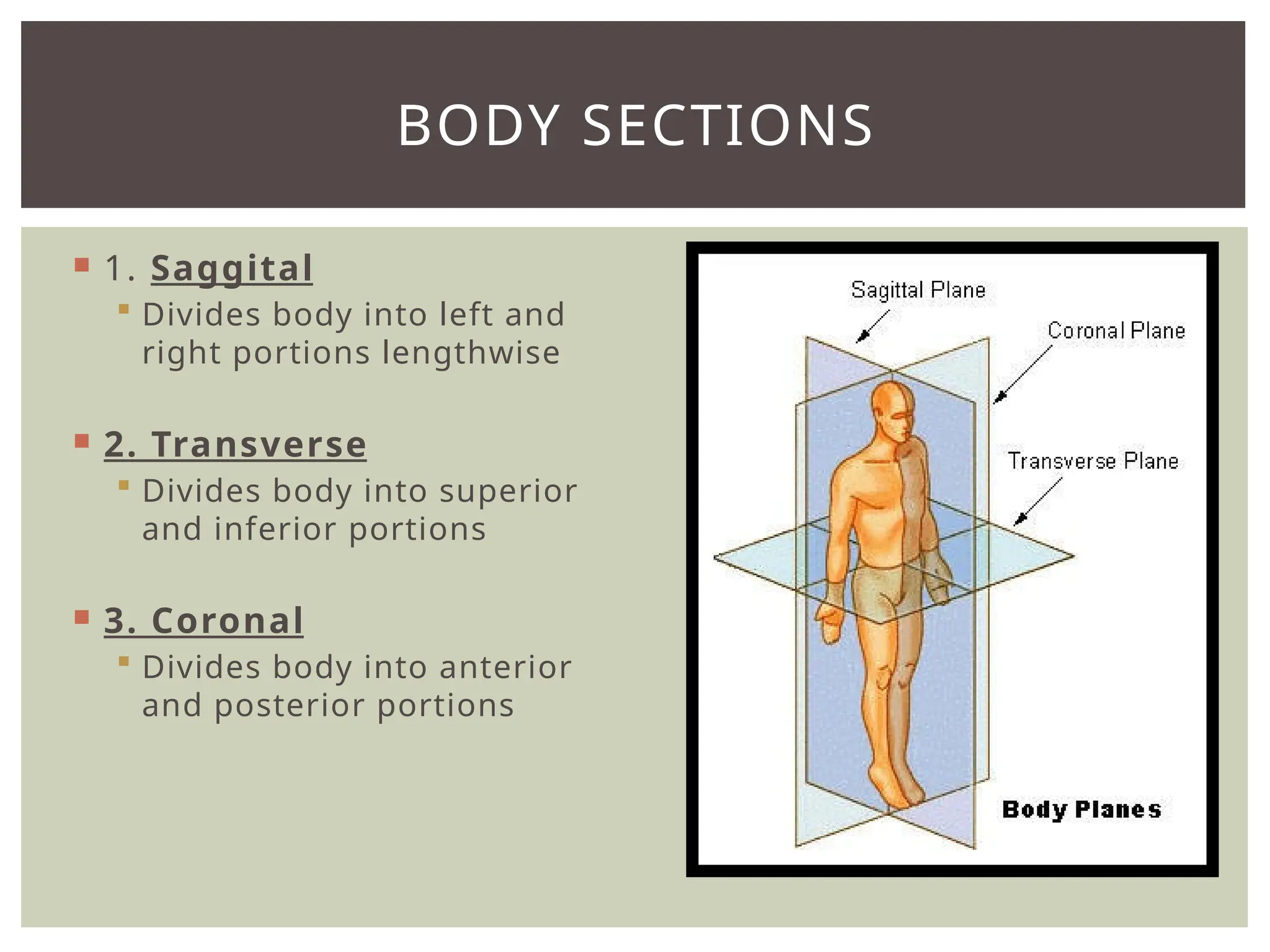 Introduction to Anatomy and Physiology.pptx