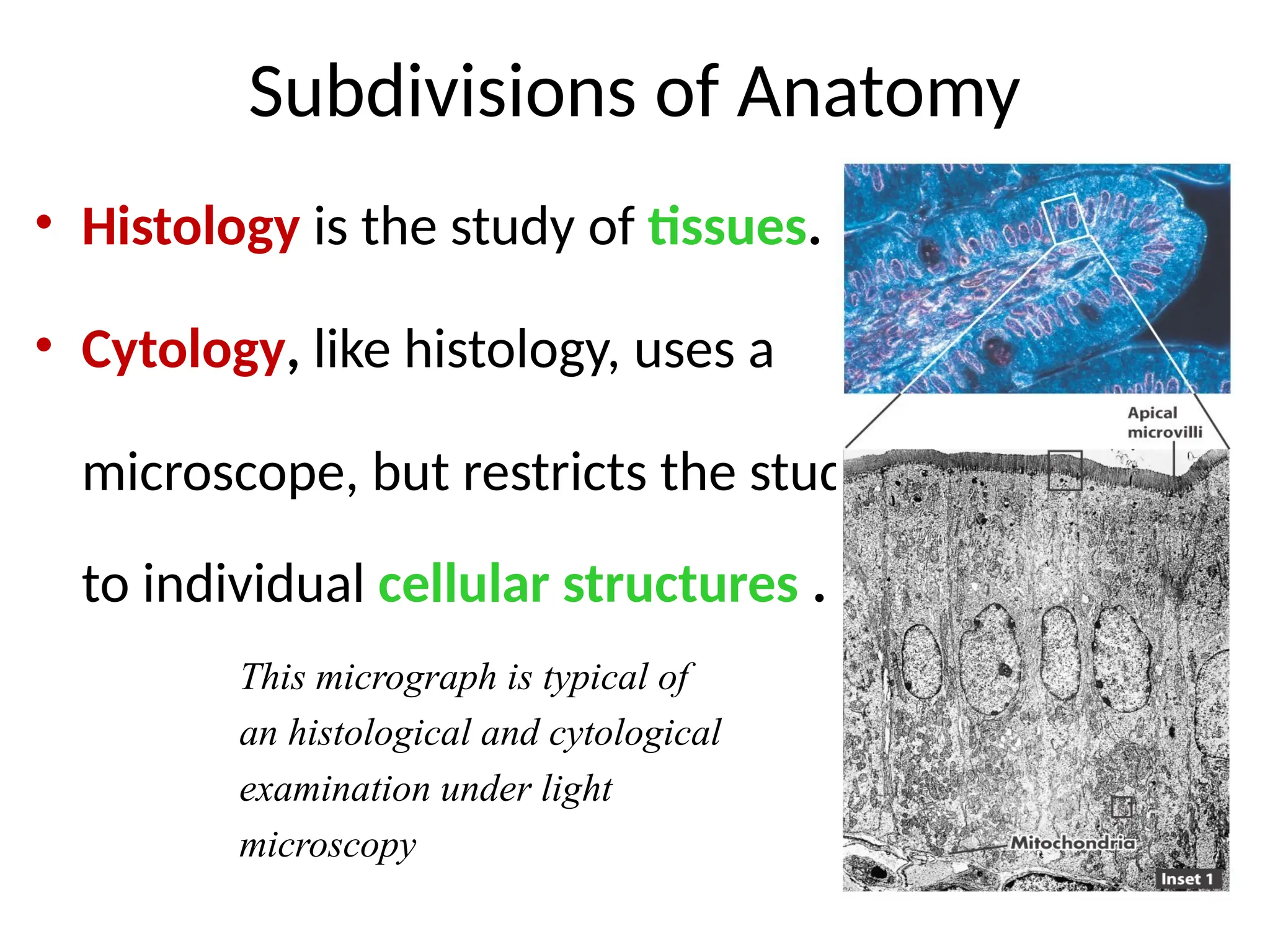 Introduction to Anatomy and Physiology.pptx