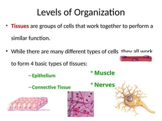 Introduction to Anatomy and Physiology.pptx