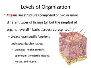 Introduction to Anatomy and Physiology.pptx