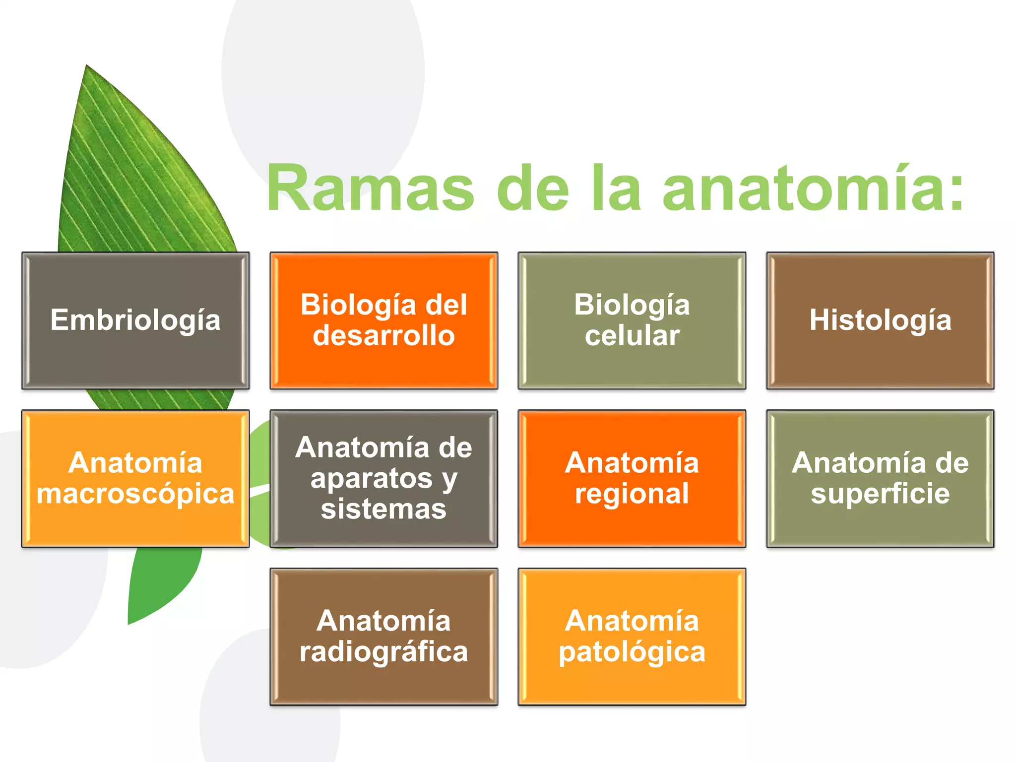 Introducción anatomía humana | PPTX