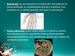 INTRODUCCIÓN A LA ANATOMIA PRIMER MODULO | PPTX