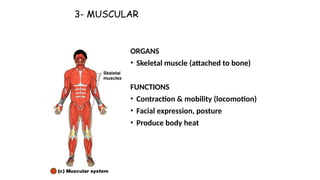 Introduction to Anatomy and Physiology . | PPTX