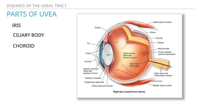 Intro and classification Intro and classification | PPT