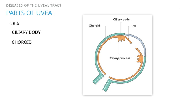 Intro and classification Intro and classification | PPT