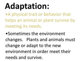 Animal adaptions.. introduction (teach) | PPT