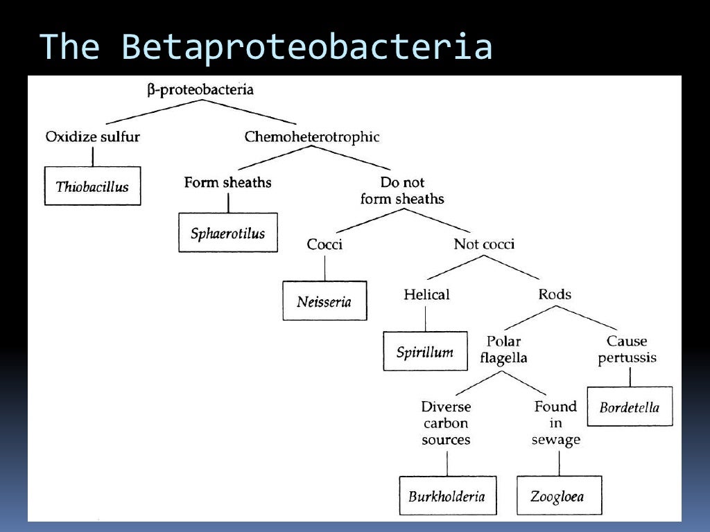 Intro bacteriology