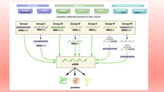 Intro + baltimore classification | PPT