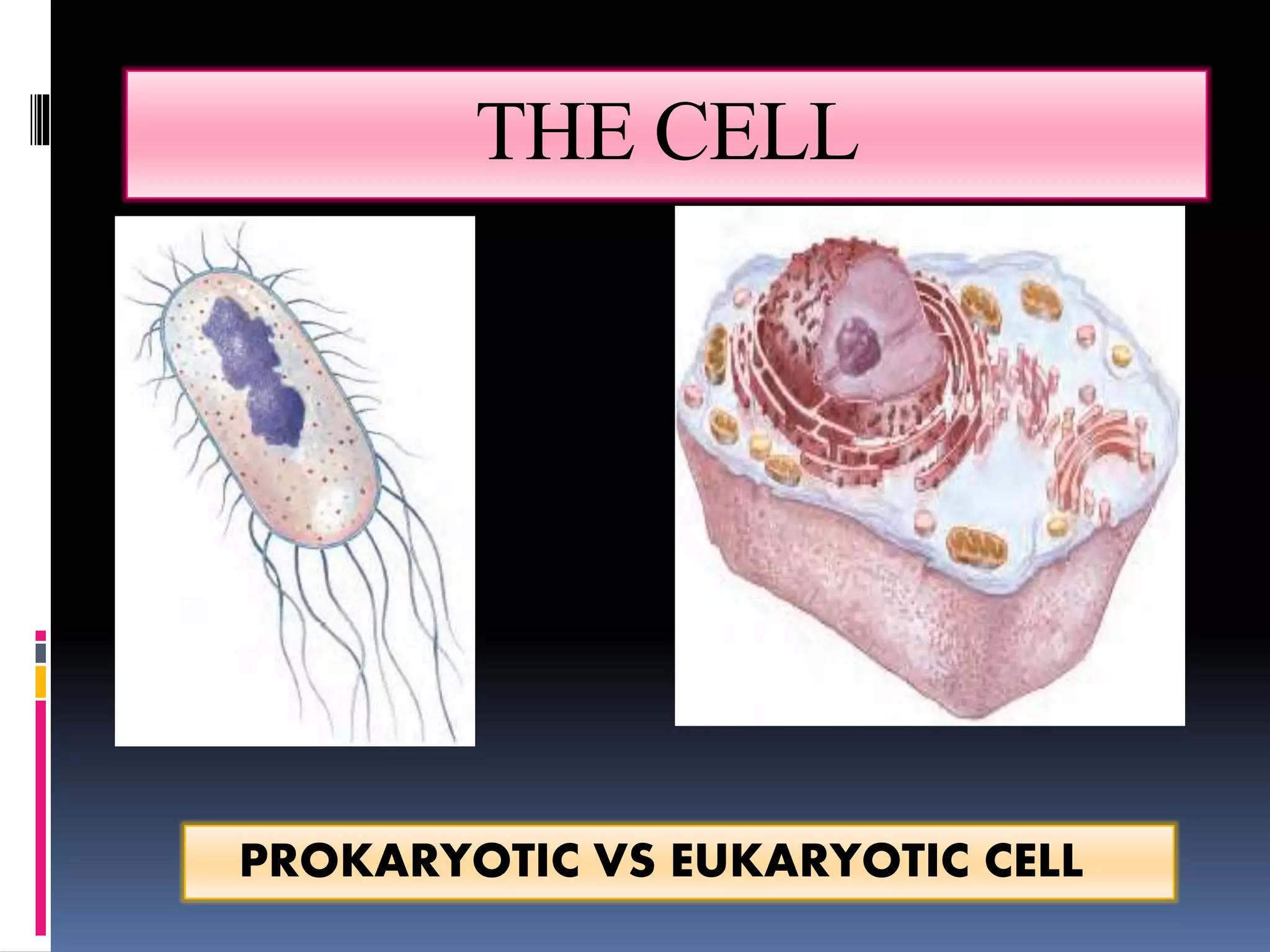 Introduction to Biochemistry, cell and cell organelles | PPTX