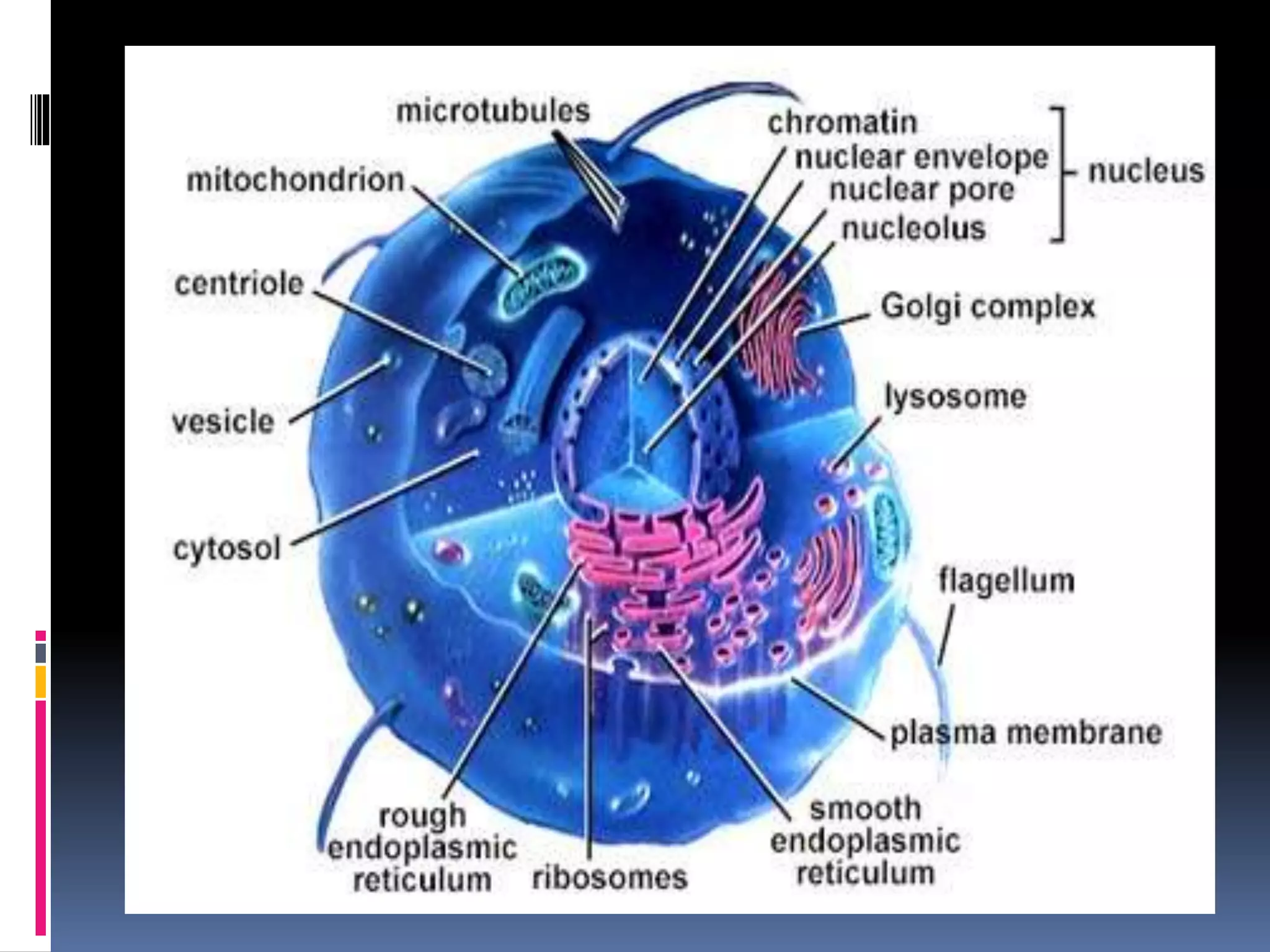 Introduction to Biochemistry, cell and cell organelles | PPTX