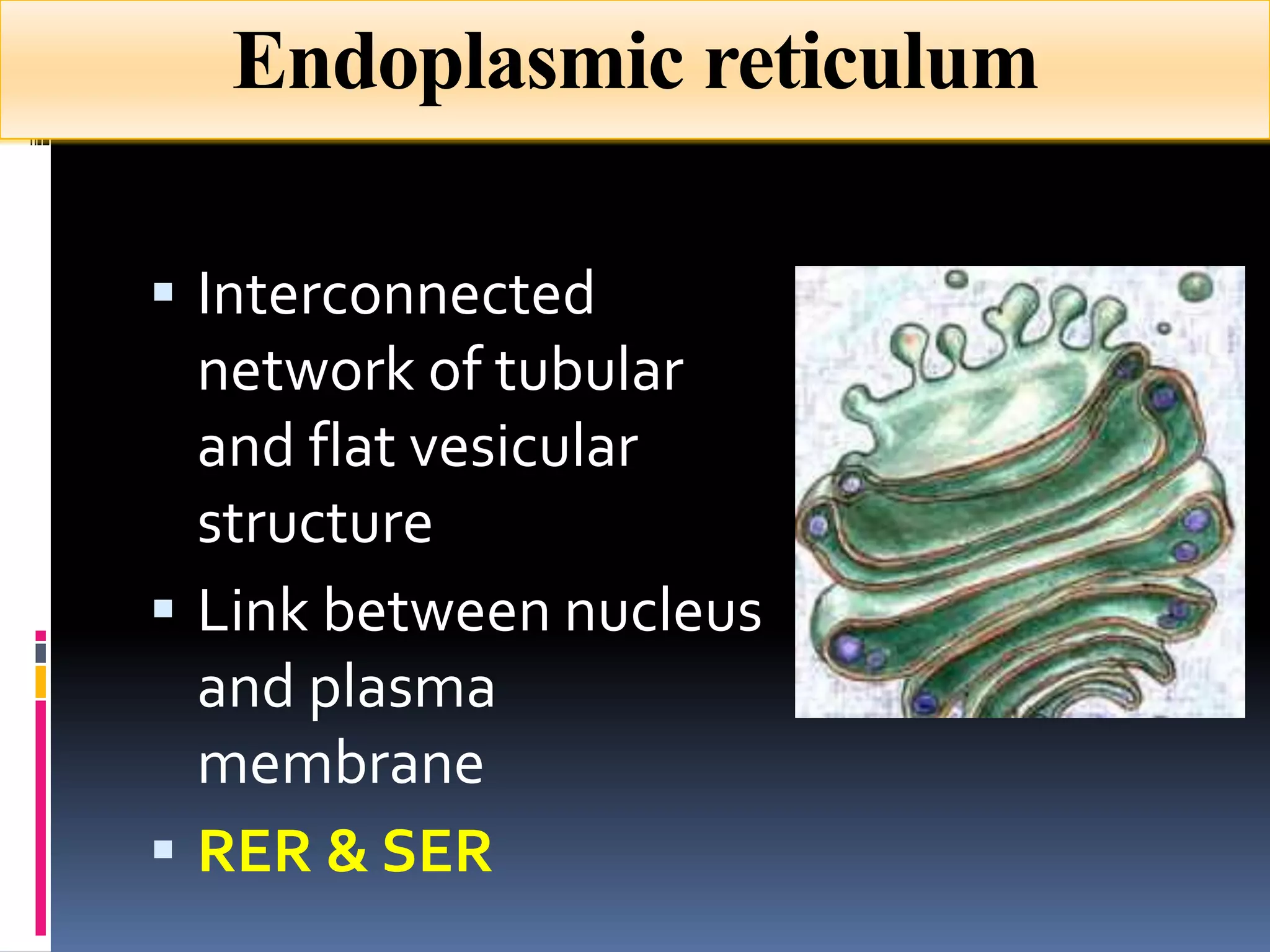 Introduction to Biochemistry, cell and cell organelles | PPTX