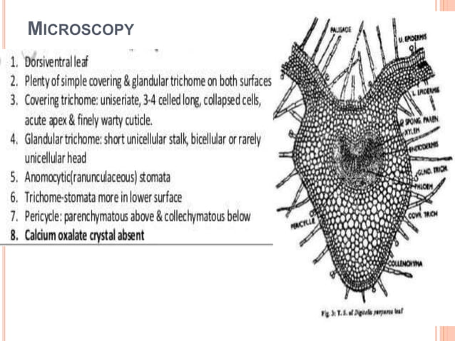 Intro And Cardiac Glycosides By Pooja Ppt