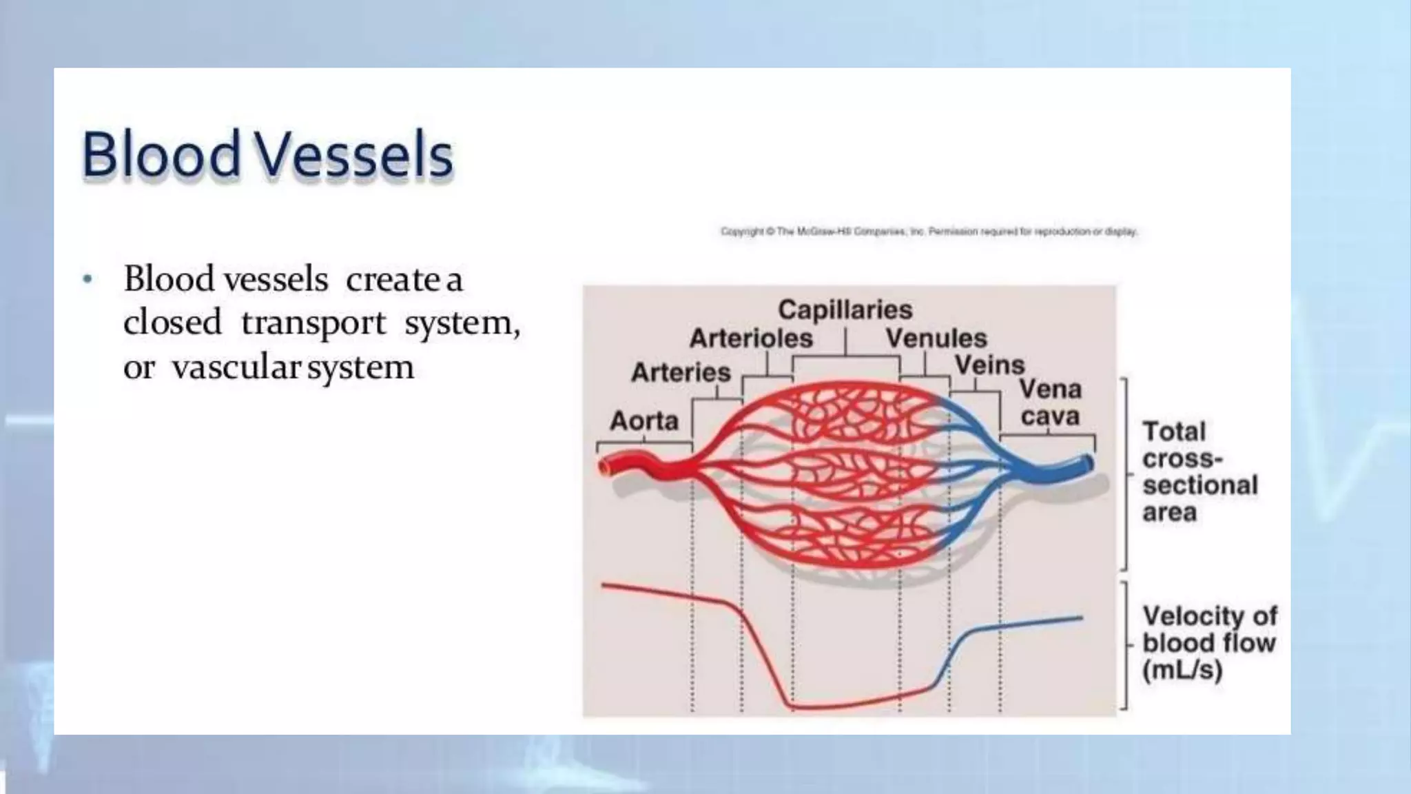 INTRODUCTION TO CARDIO VASCULAR SYSTEM:- ANATOMY OF HEART AND BLOOD ...
