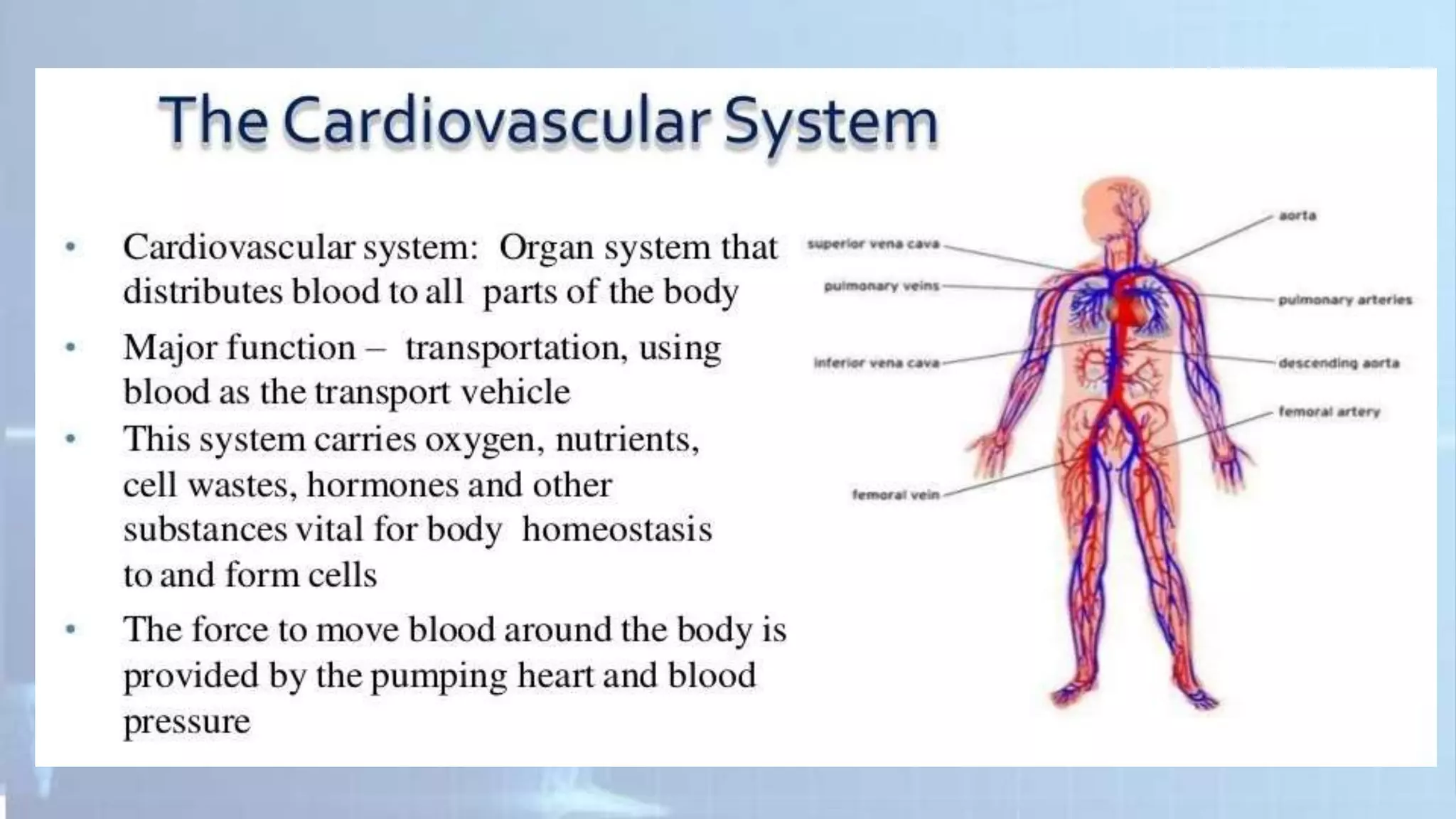 INTRODUCTION TO CARDIO VASCULAR SYSTEM:- ANATOMY OF HEART AND BLOOD ...