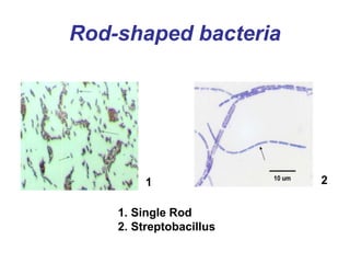 Introduction. medical microbiology 1 | PPTX
