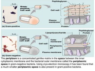 Introduction. medical microbiology 1 | PPTX