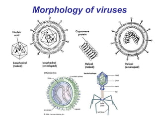 Introduction. medical microbiology 1 | PPTX