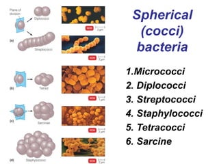 Introduction. medical microbiology 1 | PPTX