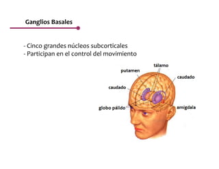 Introduccion al sistema nervioso. bases anátomofisiológicas | PDF