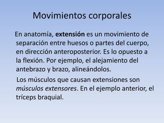 Ejemplo De Extension En Anatomia