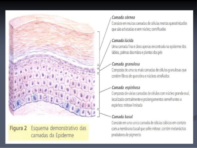 Introducao.dermato funcional