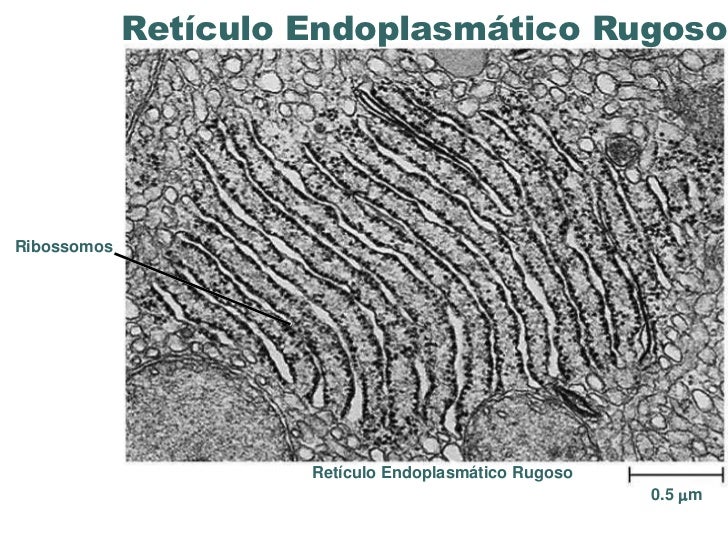 Introducao Citologia