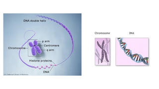 Introduction to genetics : Gene, DNA, Chromosomes | PPTX