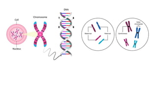 Introduction to genetics : Gene, DNA, Chromosomes | PPTX