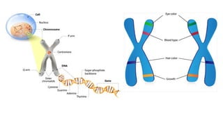Introduction to genetics : Gene, DNA, Chromosomes | PPTX