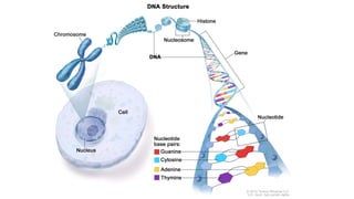 Introduction to genetics : Gene, DNA, Chromosomes | PPTX