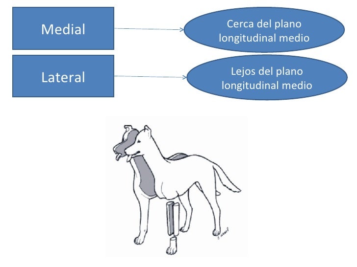 Introducción a la anatomía zootecnia