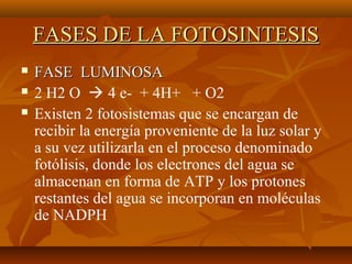 Introducción a la ecología ppt | PPT