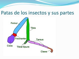 Introducción a la entomología | PPT
