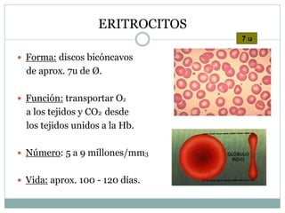 Introducción a la hematología HJM | PPT