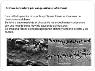 Introducción a la histología | PPTX